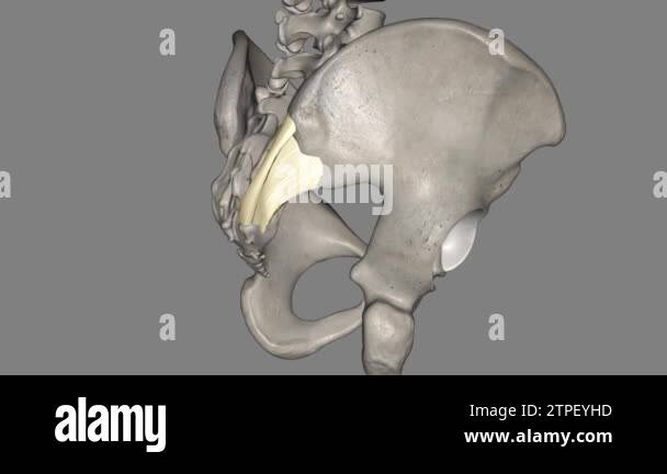 The posterior sacroiliac ligament is a compound ligament composed of ...