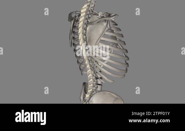 The role of the interspinous ligament is to limit flexion (bending ...