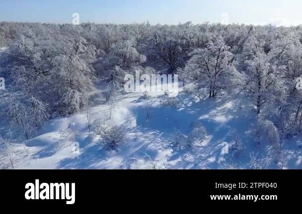Ice trees in snowy forest Stock Videos & Footage - HD and 4K Video ...