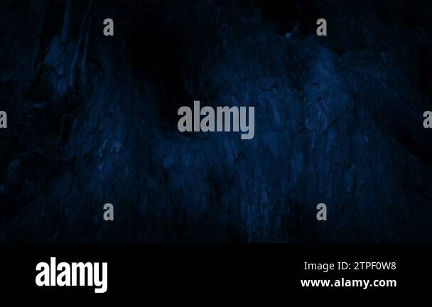 Night tree tree trunk Stock Videos & Footage - HD and 4K Video Clips ...