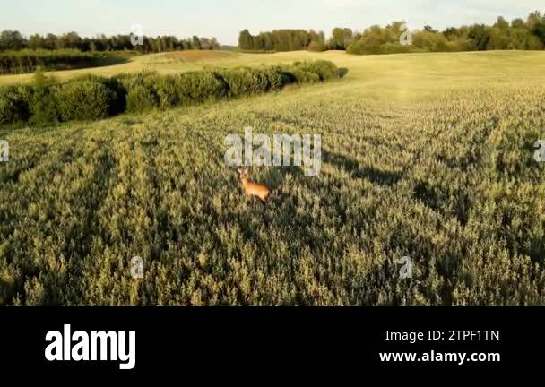 Doe young buck in the countryside Stock Videos & Footage - HD and 4K ...