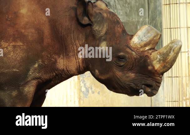 Rhinoceros shape Stock Videos & Footage - HD and 4K Video Clips - Alamy