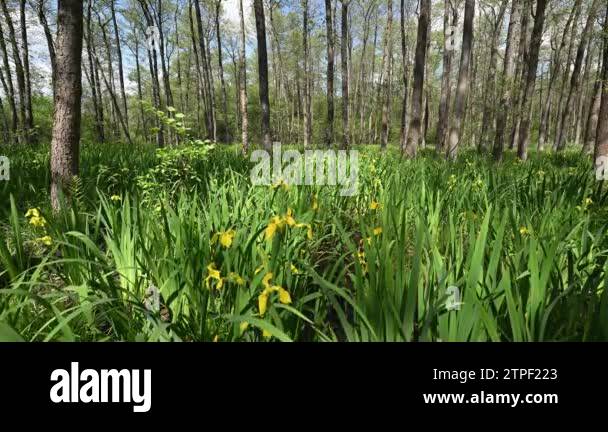Alder trees Stock Videos & Footage - HD and 4K Video Clips - Alamy