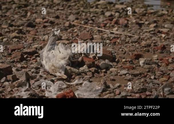 Pollution bird covered Stock Videos & Footage - HD and 4K Video Clips ...