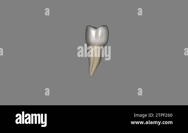 The mandibular third molar is also referred as the wisdom tooth Stock ...