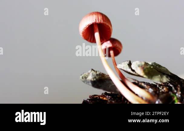 Spore cone Stock Videos & Footage - HD and 4K Video Clips - Alamy