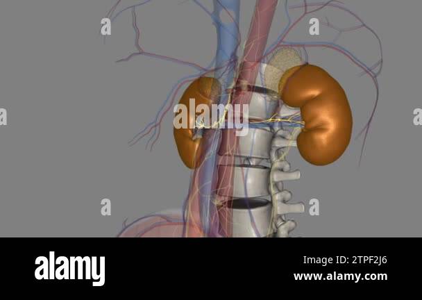 The renal plexus is a complex network of nerves formed by filaments ...