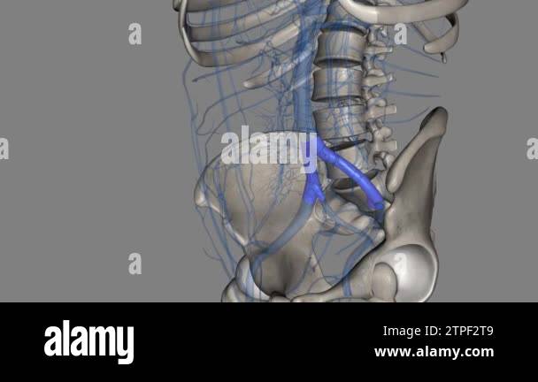 The common iliac vein is formed by the unification of the internal and ...