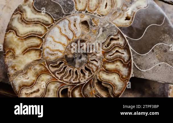 Mollusca ammonoidea Stock Videos & Footage - HD and 4K Video Clips - Alamy