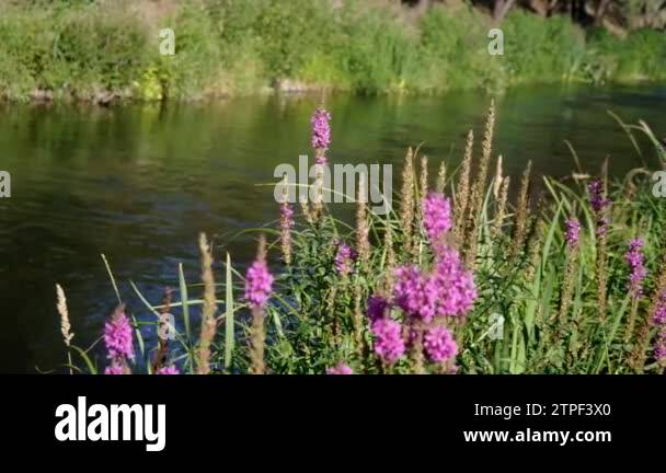 Riverside plants Stock Videos & Footage - HD and 4K Video Clips - Alamy