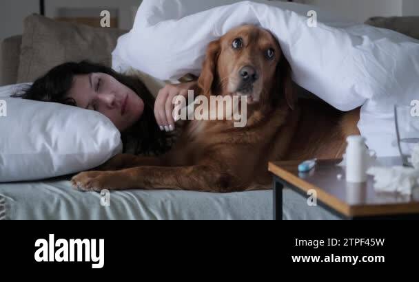 Sick young woman and golden retriever dog lying on the sofa under a ...
