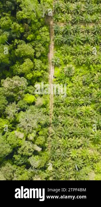 Oil palm plantations and rainforest. Palm oil estate in Borneo, Malaysia. Environmental ...
