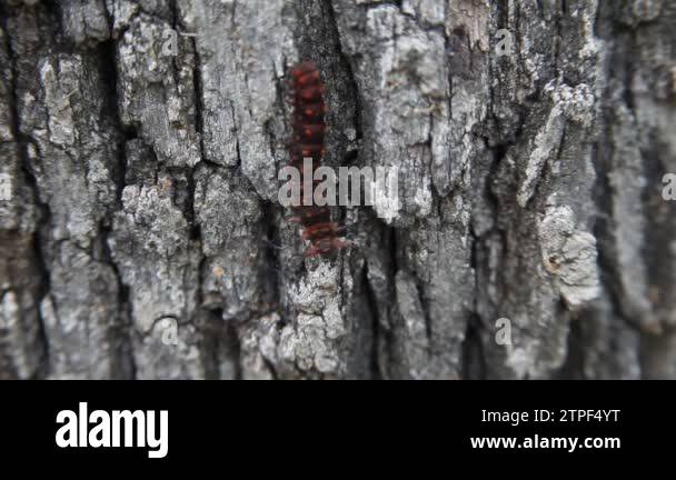 Pupil tree Stock Videos & Footage - HD and 4K Video Clips - Alamy