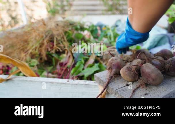 Vegetable waste beetroot beet Stock Videos & Footage - HD and 4K Video ...