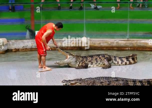 Crocodile show. Animal trainer and crocodiles in the arena. Thailand ...