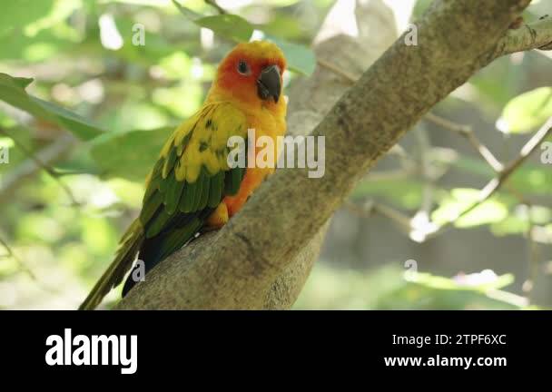 cute Yellow sun conure bird inside large aviary dome in the bird park ...