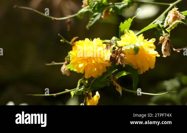 Japanese kerria japonica rosaceae Stock Videos & Footage - HD and 4K ...