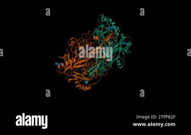 Crystal structure of human vascular adhesion protein-1. Animated 3D ...