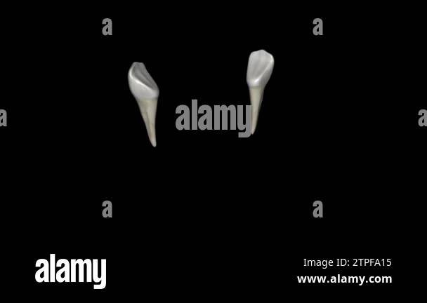The mandibular canine is the tooth located distally from both ...