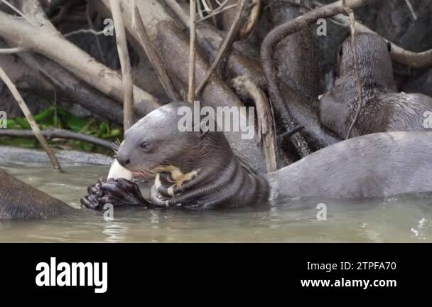 Family of giant river otter, Pteronura brasiliensis, hunting and ...