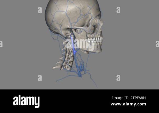 The internal jugular vein is a paired venous structure that collects ...