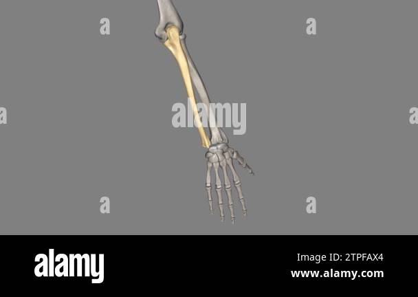 Forearm bones Stock Videos & Footage - HD and 4K Video Clips - Alamy