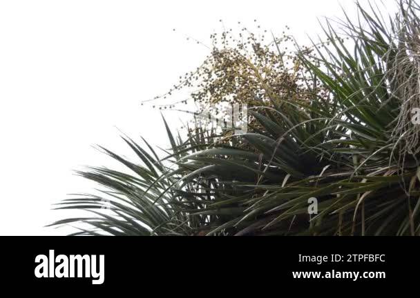 Dracaena draco, the Canary Islands dragon tree or drago, is a ...