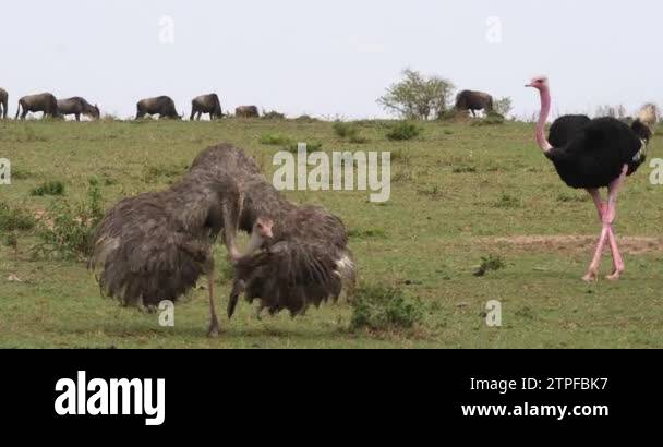 Ostrichs, Struthio camelus, Male and Female,Courtship displaying before ...
