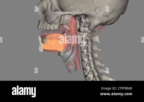 genioglossus is one of the paired extrinsic muscles of the tongue Stock ...
