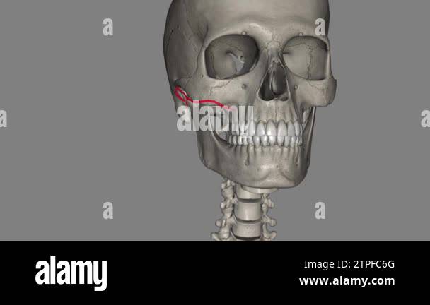 Lateral face Stock Videos & Footage - HD and 4K Video Clips - Alamy