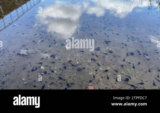 Macro underwater wildlife. Tadpole, pollywog is larval stage in life ...
