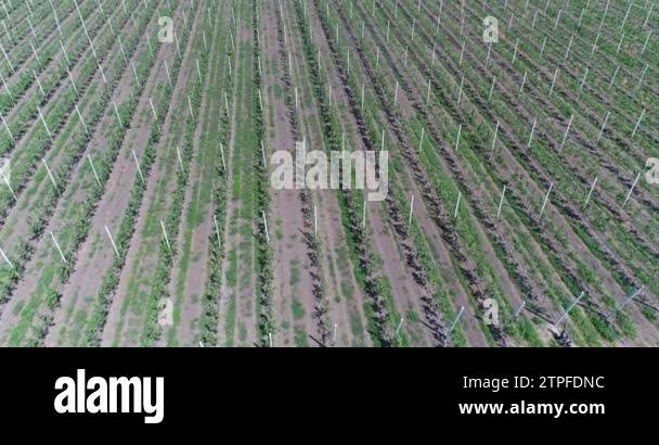 A view of the seedlings of trees from the air, flying over tree ...
