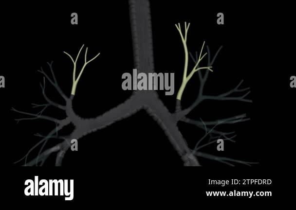 Larynx trachea bronchial tree Stock Videos & Footage - HD and 4K Video ...