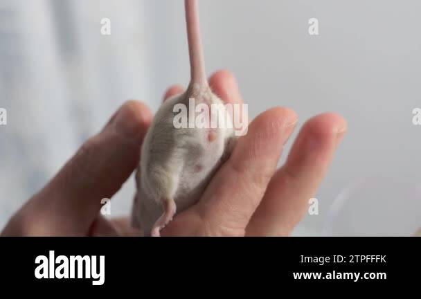 Sex determination in mice, genitals of a female mouse, zoology, animal ...