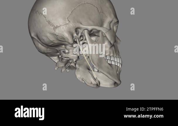 The stylohyoid ligament forms part of the styloid apparatus Stock Video ...
