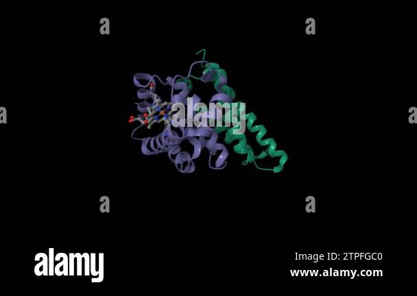 Crystal structure of oxidized alpha hemoglobin (green) bound to alpha ...