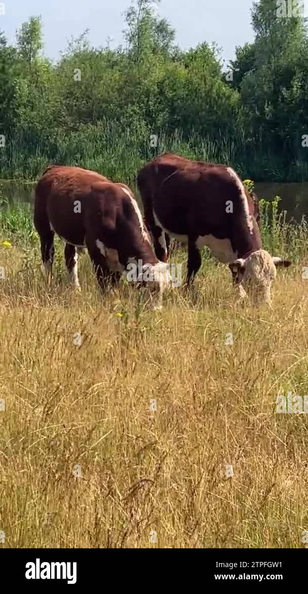 Two red and white Hereford cow are eating in sync. In the background the river Vecht near ...