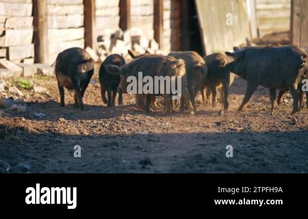 Pig welfare Stock Videos & Footage - HD and 4K Video Clips - Alamy