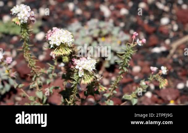 Booth Evening Primrose, Eremothera Boothii Subspecies Boothii, a native ...