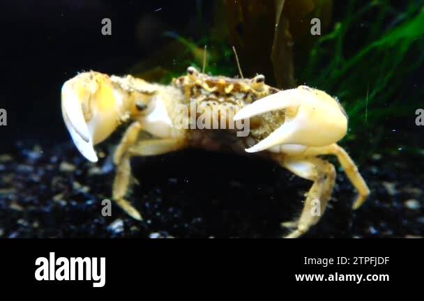 Invasive species, invader Rhithropanopeus harrisii (common names ...