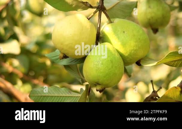 4k footage of of guavas hanging on the tree's branch. Hanging guava fruit. Close up of guavas ...