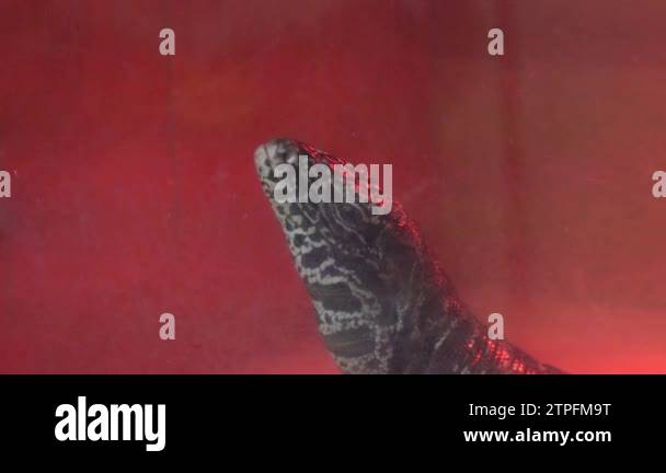 A giant varan Stock Videos & Footage - HD and 4K Video Clips - Alamy