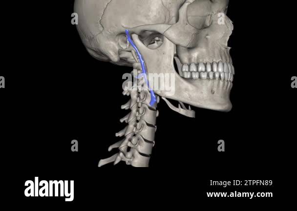 The retromandibular vein is a major vein of the face Stock Video ...