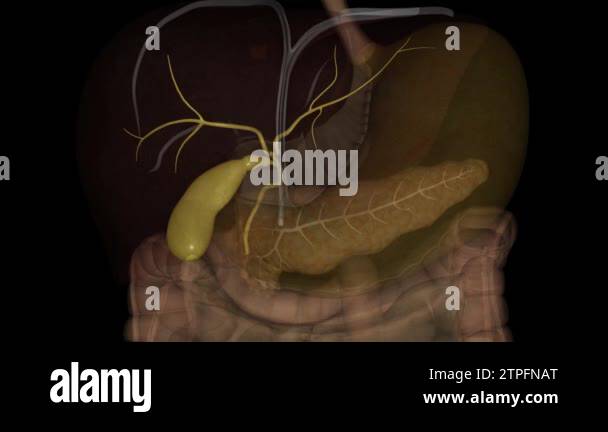 gallbladder is a small, pear-shaped organ on the right side of your ...