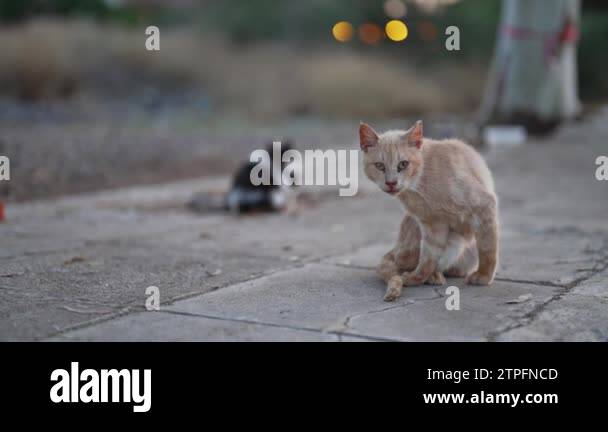 Homeless stray cat on street Stock Videos & Footage - HD and 4K Video ...
