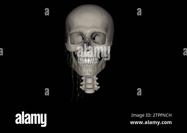 Facial lymph nodes. Lymphatic drainage of the orbit and periocular ...