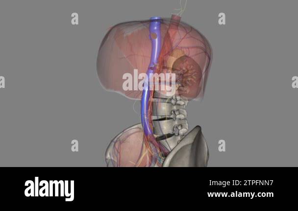 The Inferior Vena Cava Ivc Is A Large Retroperitoneal Vessel Formed