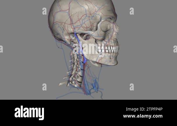 The retromandibular vein is a major vein of the face Stock Video ...