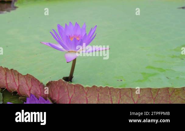 Lake giant water lilies Stock Videos & Footage - HD and 4K Video Clips ...