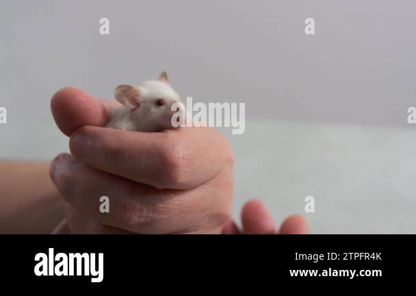 White laboratory mouse in Stock Videos & Footage - HD and 4K Video ...